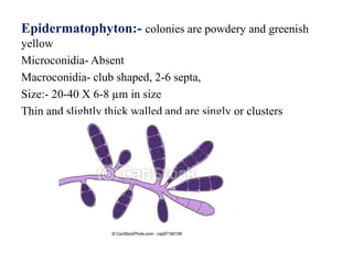 Superficial Mycosis.pptx