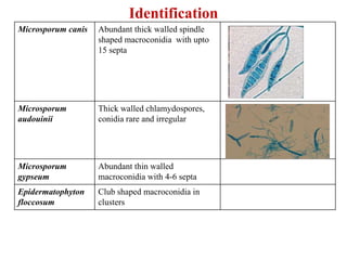 Superficial Mycosis.pptx