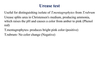 Superficial Mycosis.pptx