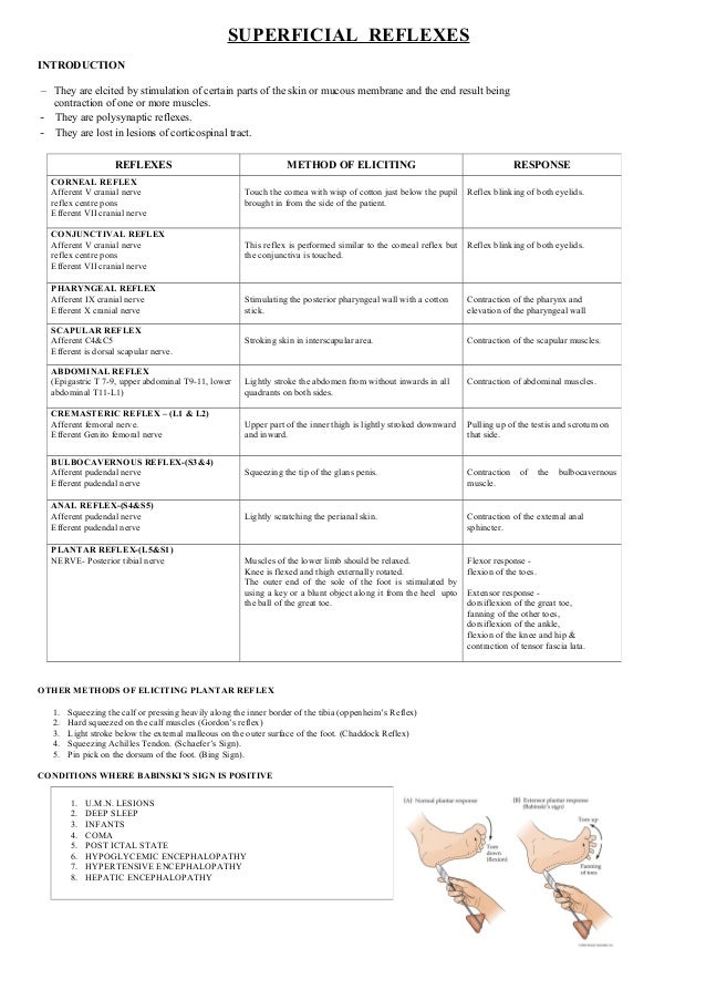 Superficial reflexes