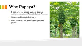 Superfood presentation | PPT