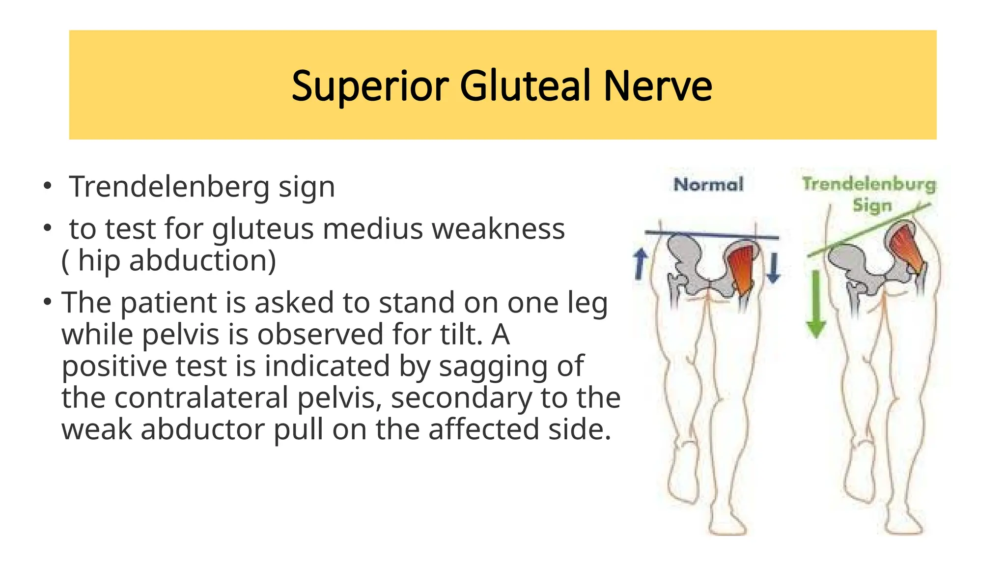 Superior Gluteal Nerve Injury and innervation | PPT