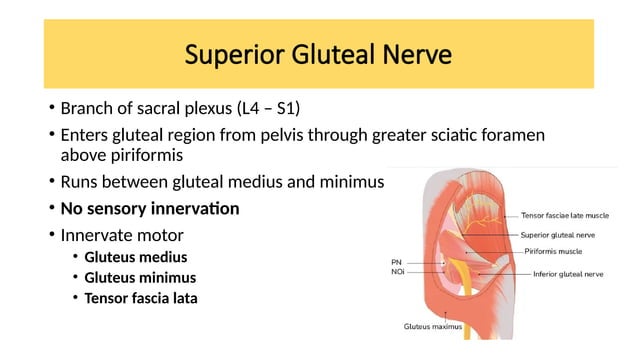 Superior Gluteal Nerve Injury and innervation | PPT