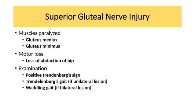 Superior Gluteal Nerve Injury and innervation | PPT