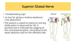 Superior Gluteal Nerve Injury and innervation | PPT