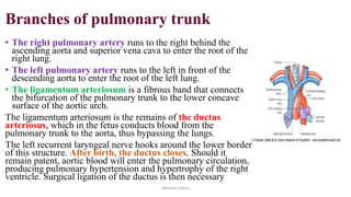 Superior and inferior mediastinum | PPT