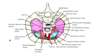 Superior and inferior mediastinum | PPT