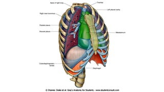 Superior and inferior mediastinum | PPT