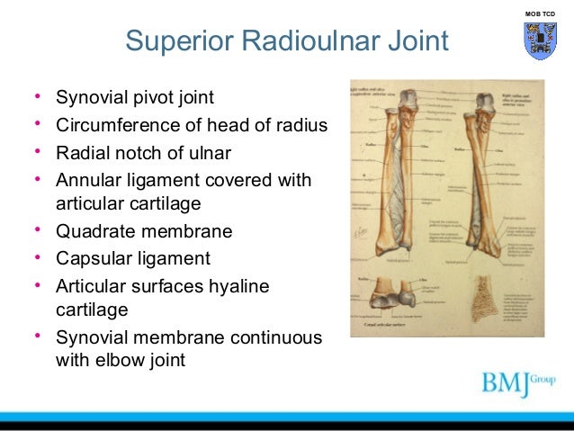 Anatomy of Superior and inferior radioulnar joint