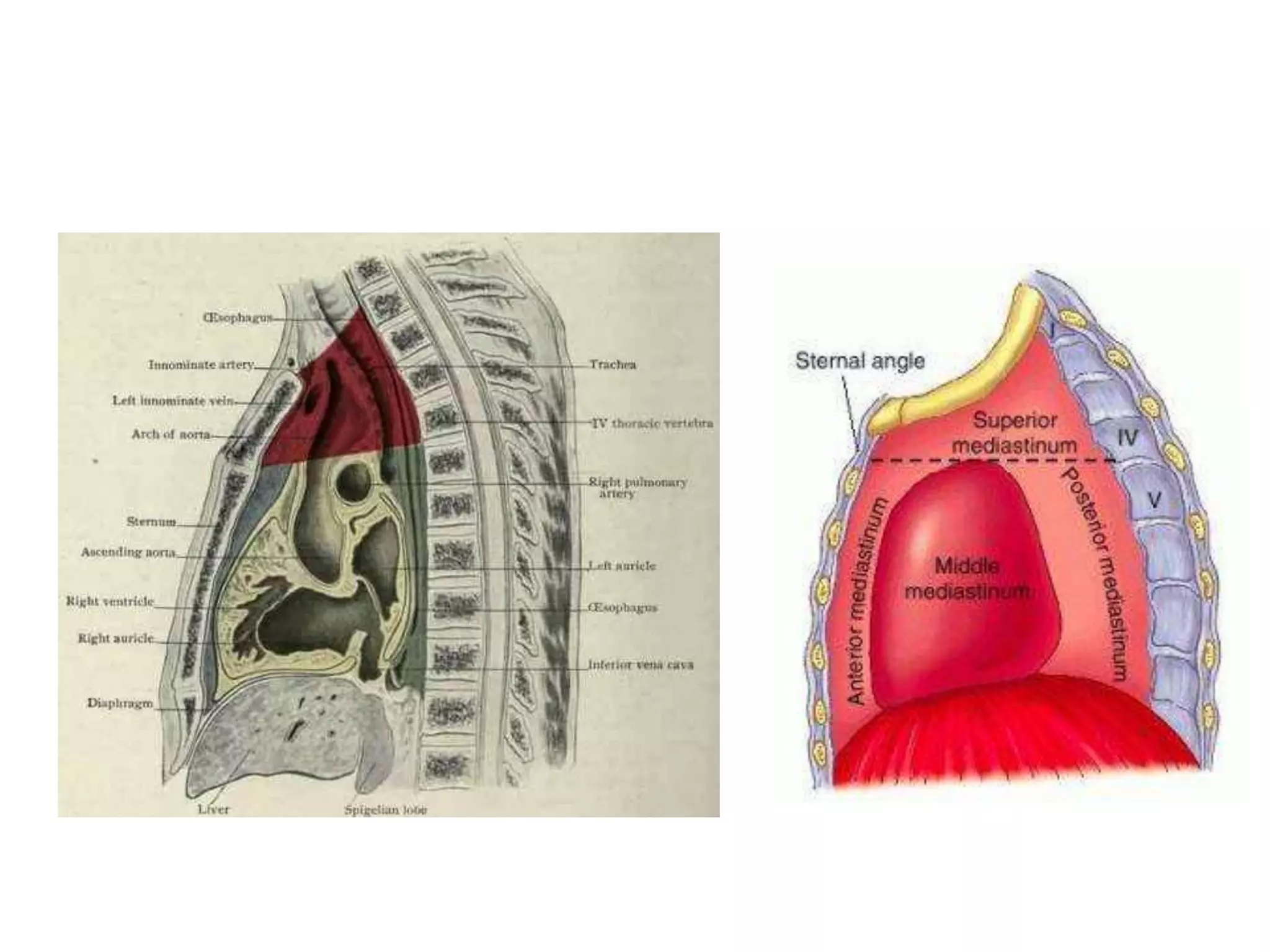 Superior mediastinum | PPTX