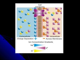 Supernormal conduction | PPT