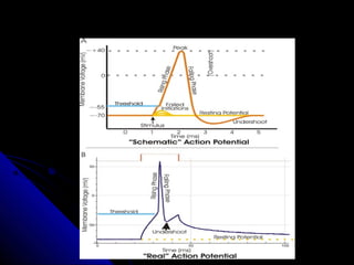 Supernormal conduction | PPT
