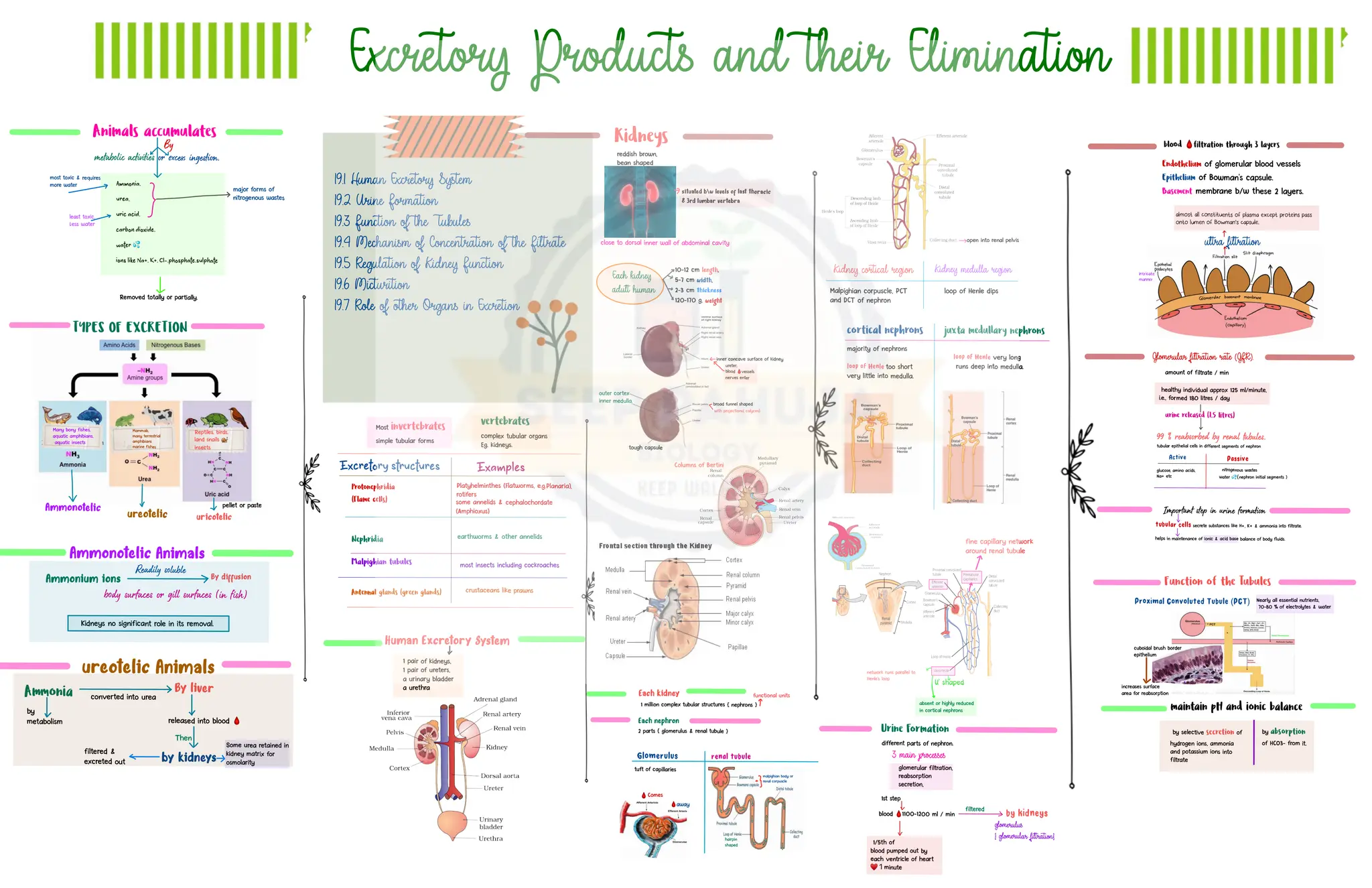 Super Notes for biology in short notes u will like it | PDF