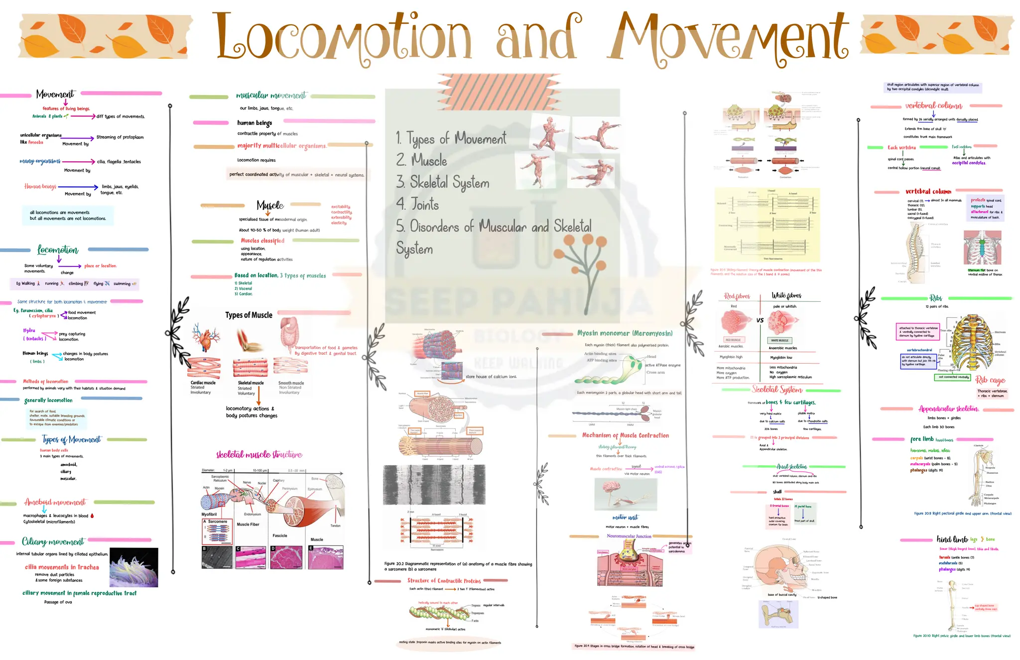 Super Notes for biology in short notes u will like it | PDF