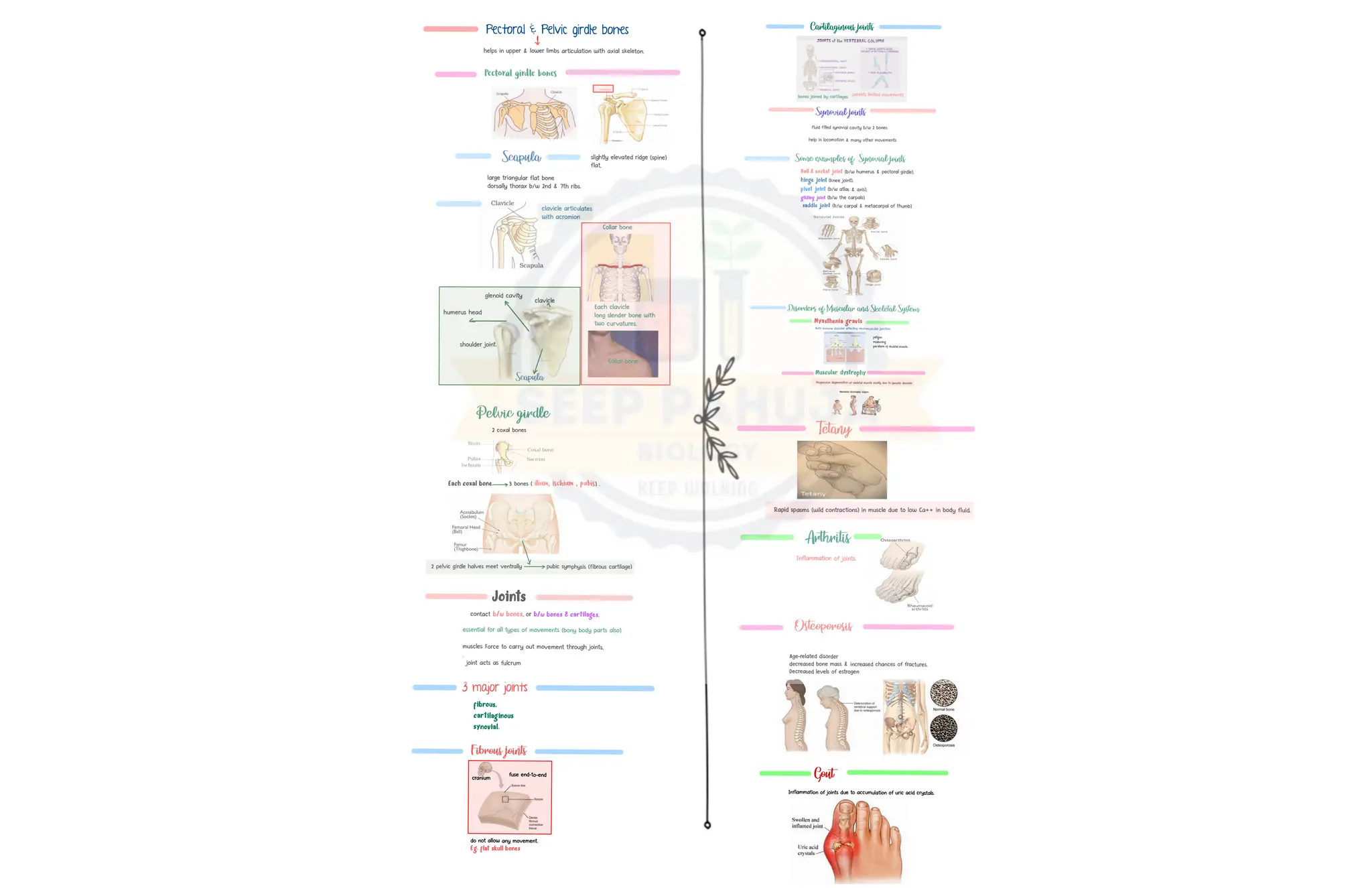 Super Notes for biology in short notes u will like it | PDF