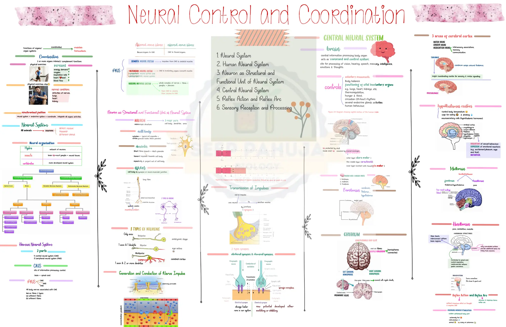 Super Notes for biology in short notes u will like it | PDF