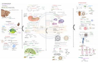Super Notes for biology in short notes u will like it | PDF