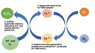Superoxide dismutase | PPTX