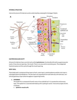 Superphylum radiata | PDF