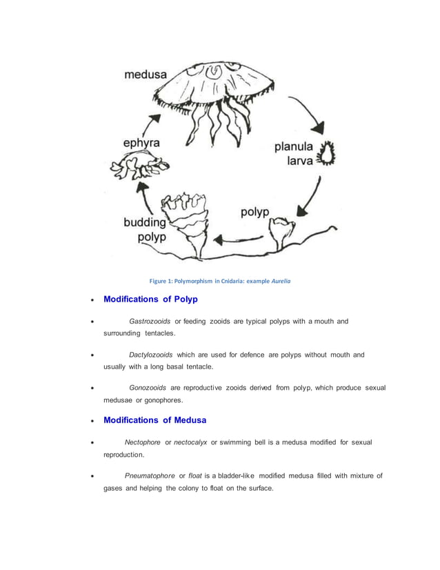 Superphylum radiata | PDF