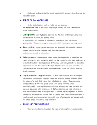 Superphylum radiata | PDF