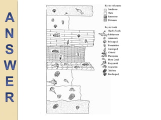 Law Of Superposition Diagram With Fossils