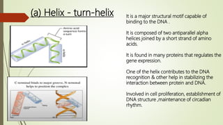 Super secondary structure of protein | PPTX
