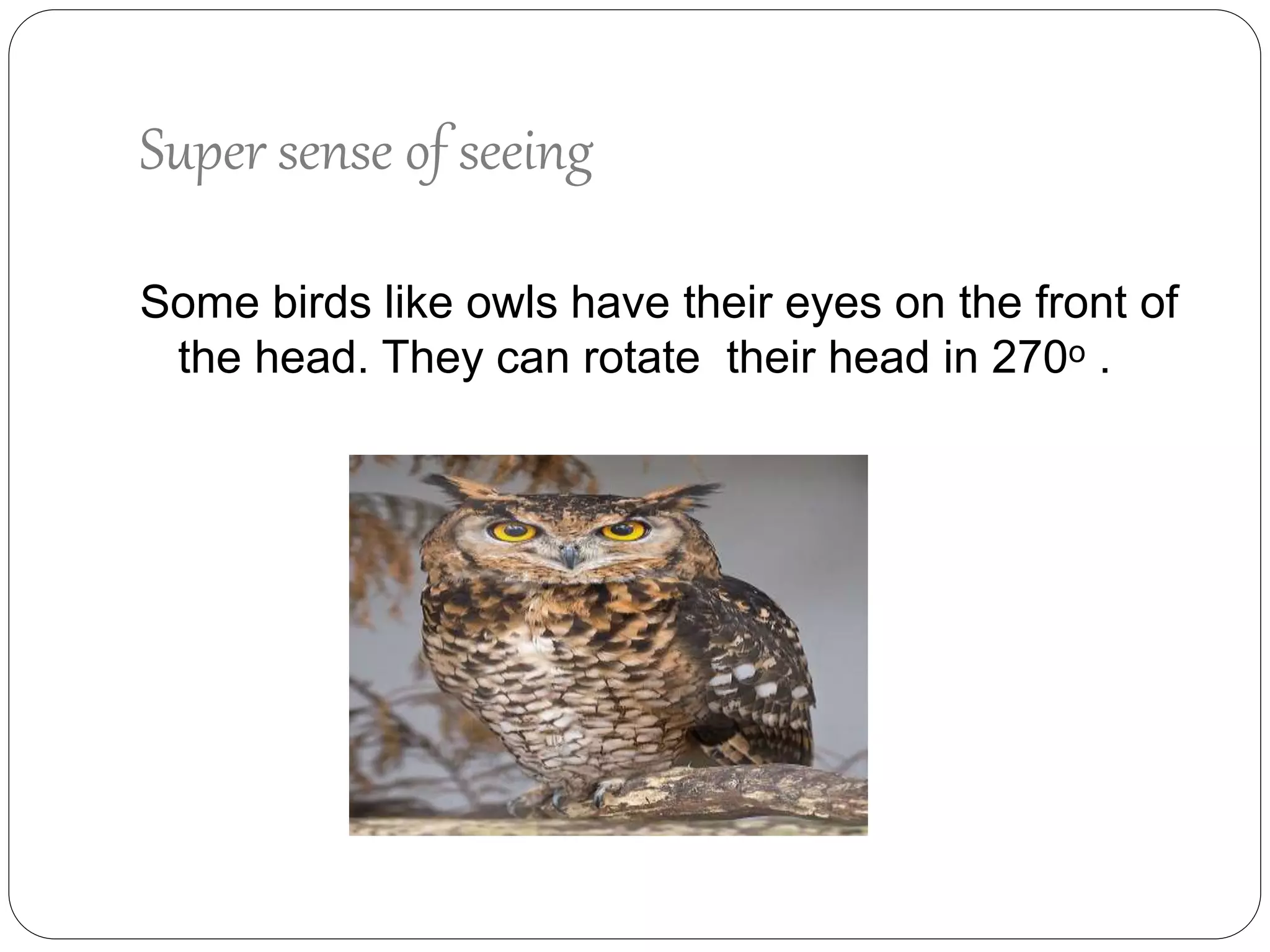 Super senses class 5 | PPTX