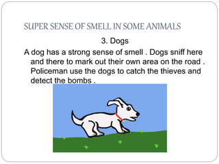 Super senses class 5 | PPTX