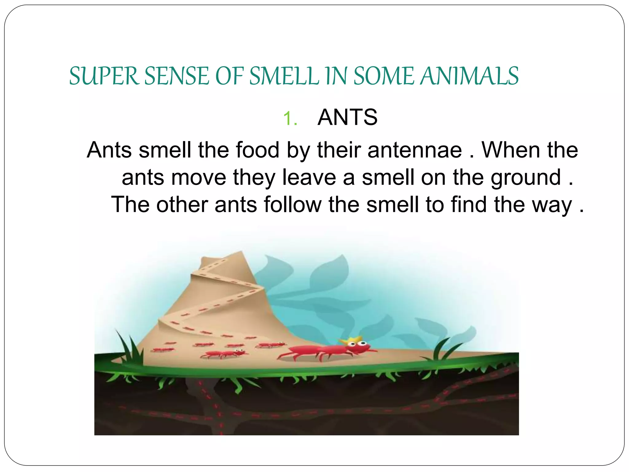 Super senses class 5 | PPTX