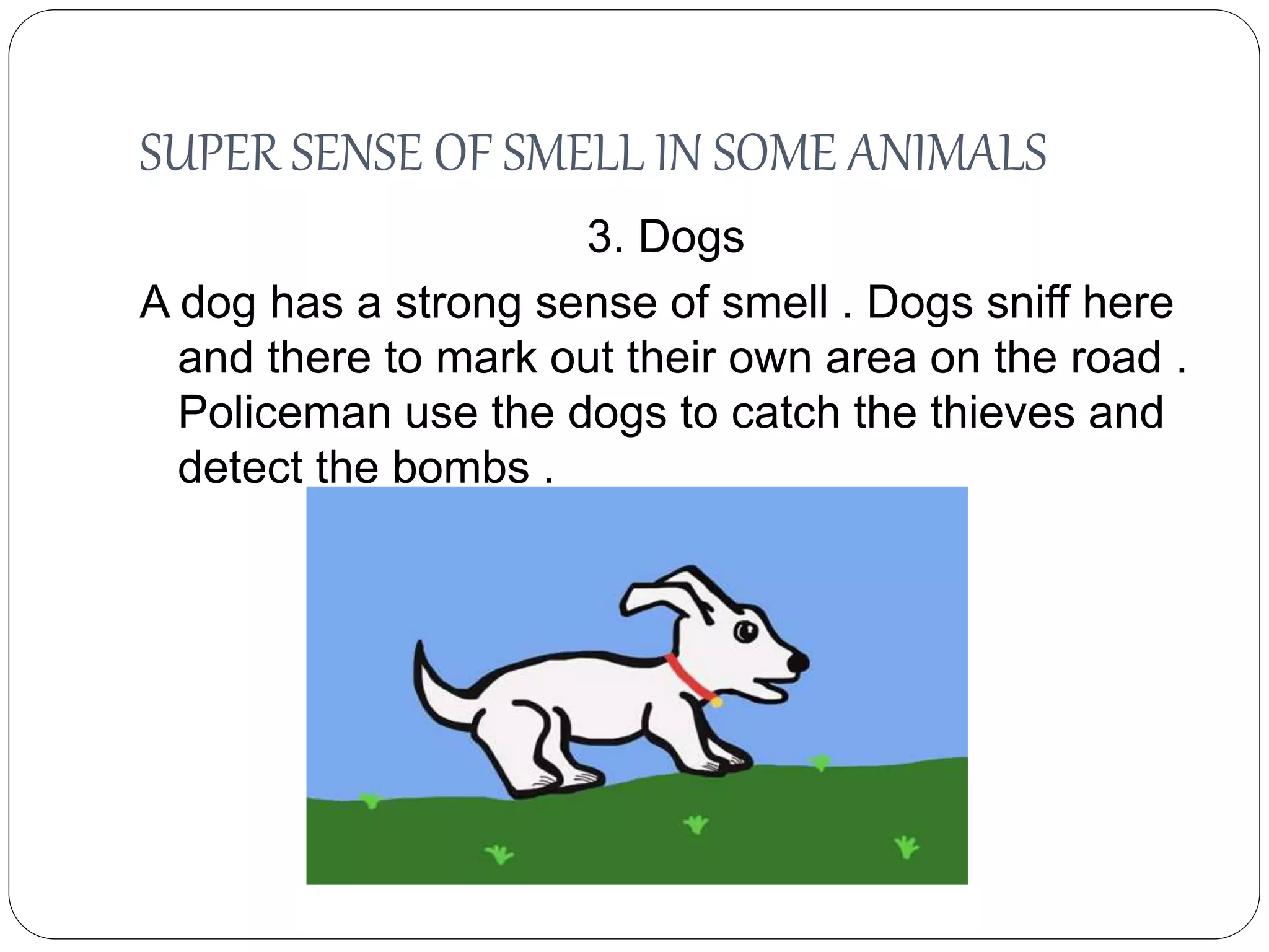 Super senses class 5 | PPTX