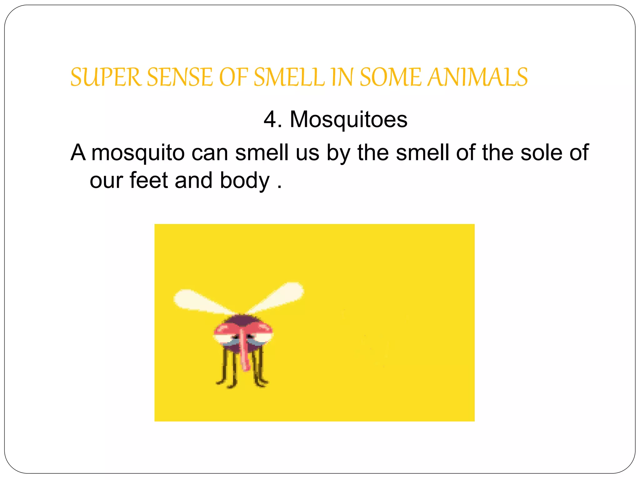 Super senses class 5 | PPTX