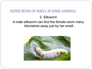 Super senses class 5 | PPTX