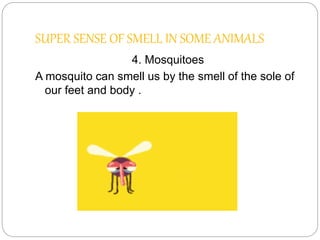 Super senses class 5 | PPTX