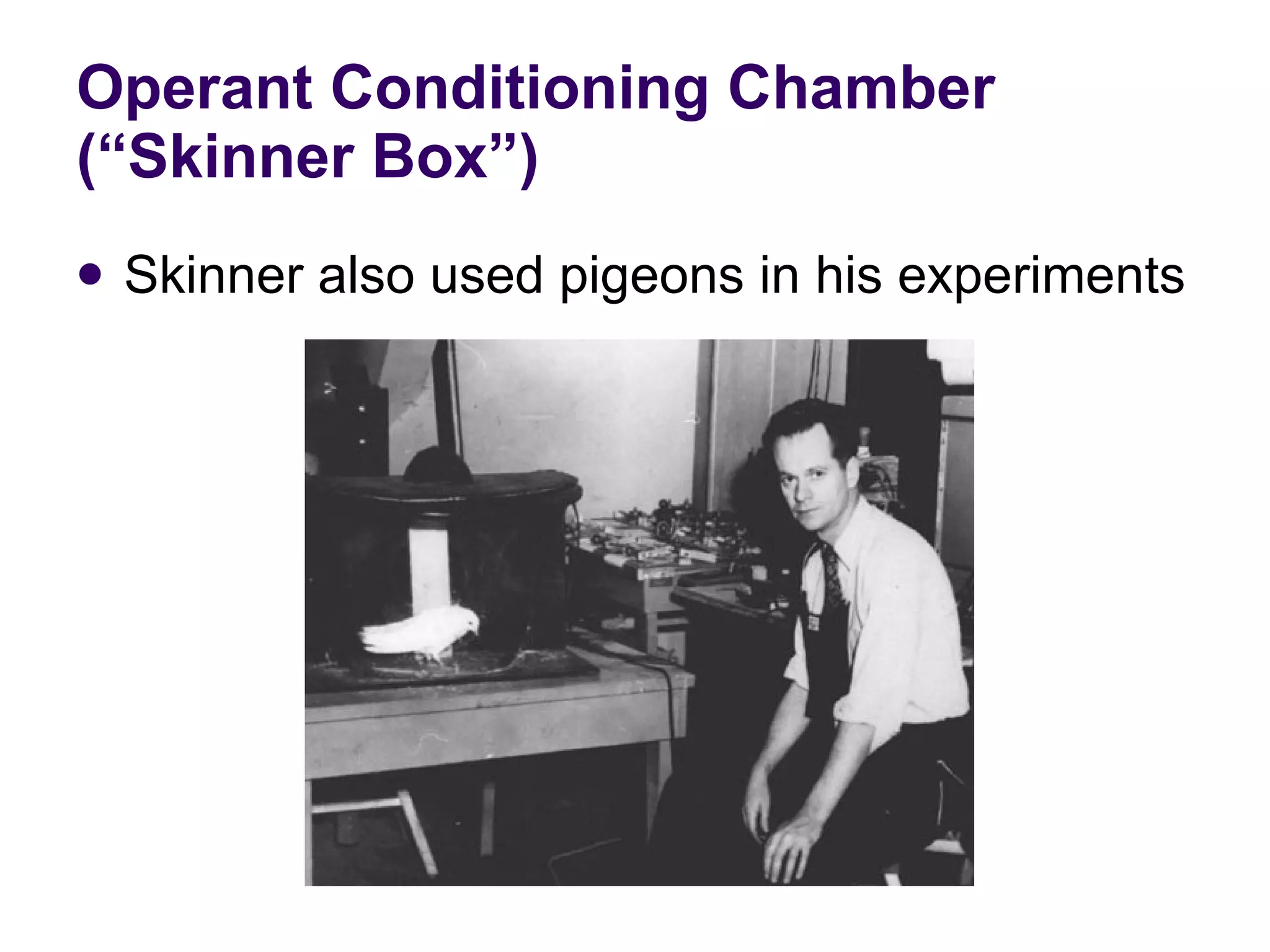 Superstitious Pigeons | PPT