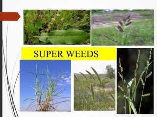 SUPER WEEDS POWER POINT PRESENTATION | PPTX