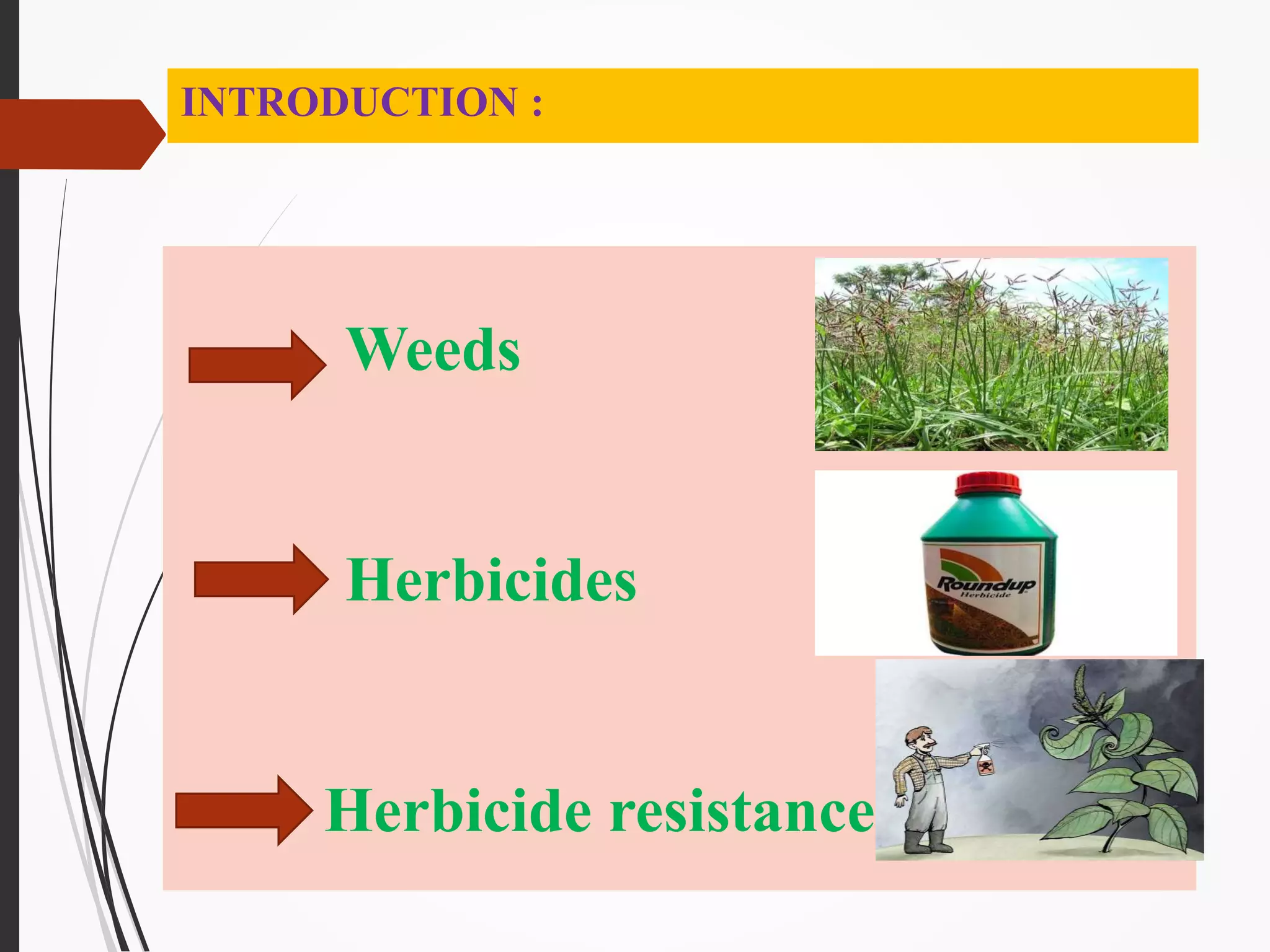 SUPER WEEDS POWER POINT PRESENTATION | PPTX