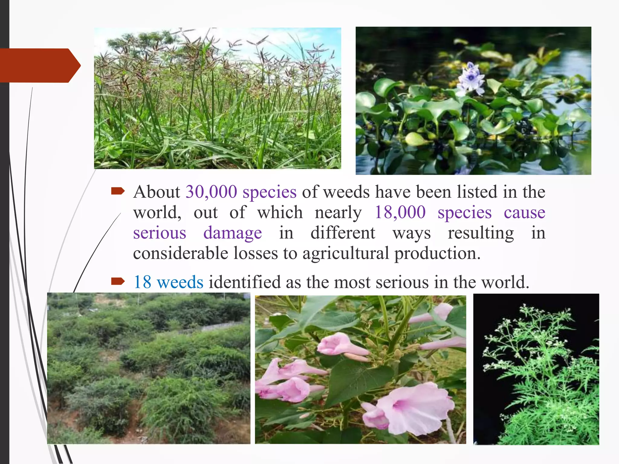 SUPER WEEDS POWER POINT PRESENTATION | PPTX