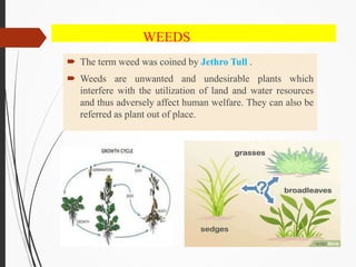 SUPER WEEDS POWER POINT PRESENTATION | PPTX
