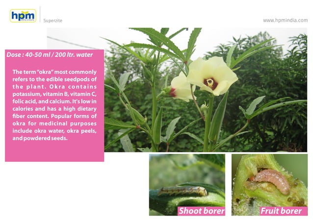 Superzite Presentation | PPT