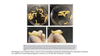 fungal sinusitis, clasificationt and pathogenesis | PPT