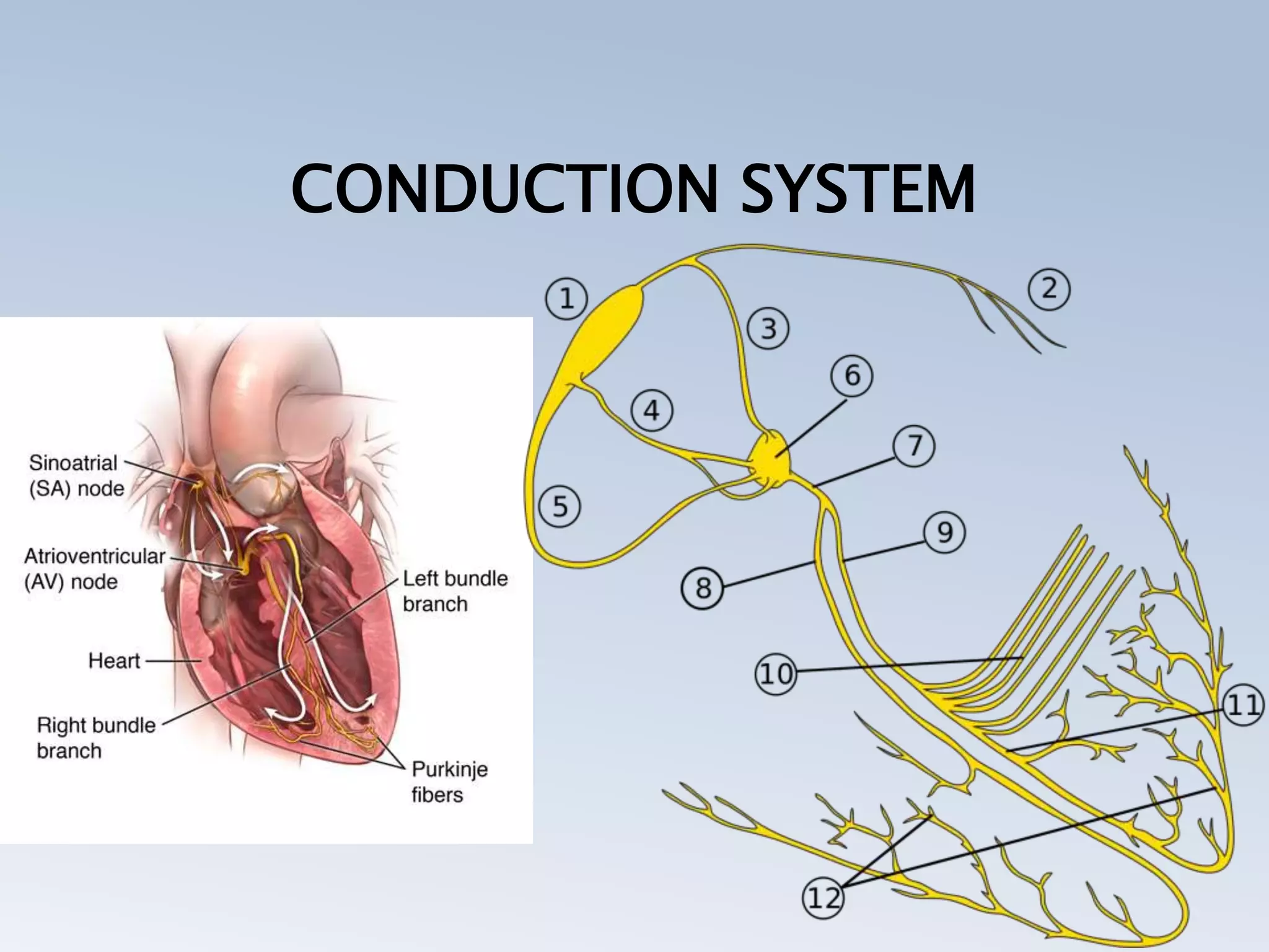 PRE EXCITATION SYNDROMES (THE WOLFF PARKINSON WHITE, LPL, MAHAIM) | PPTX