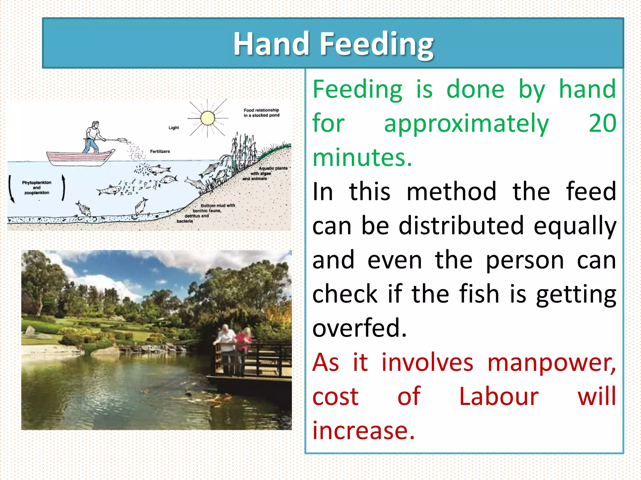 Supplementary-Fish-Feed | PDF