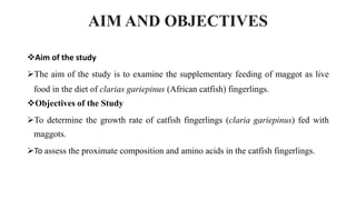 supplementary feeding of African cat fish with maggot.pptx