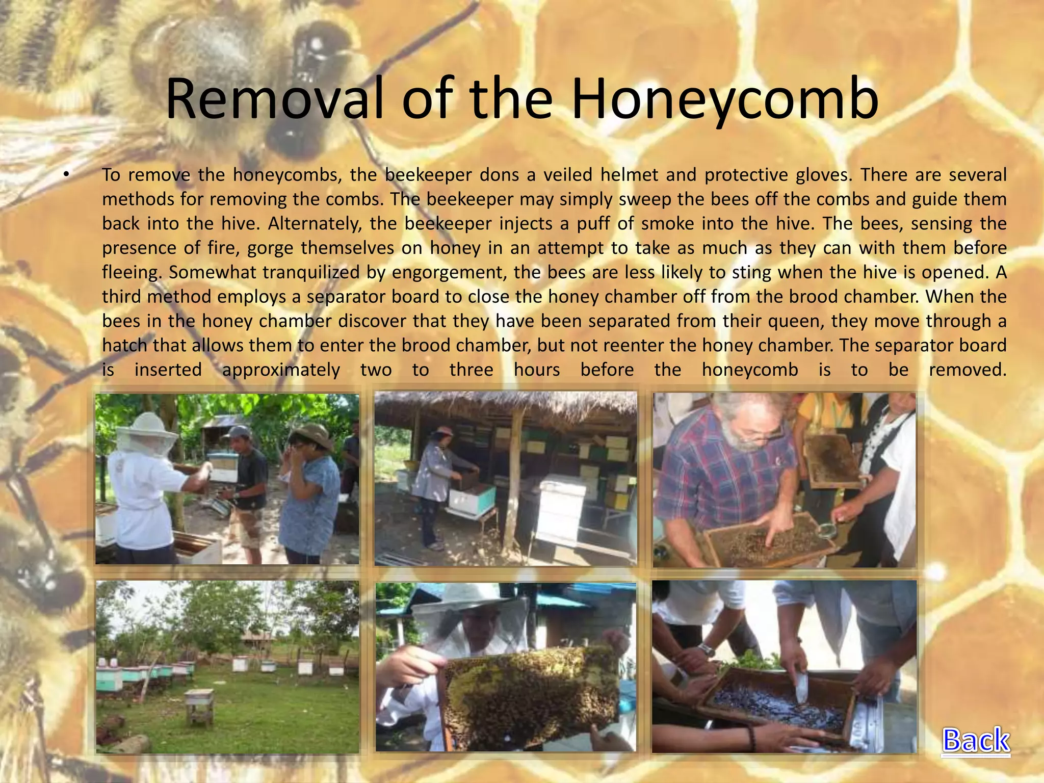 Supply chain honey production | PPTX