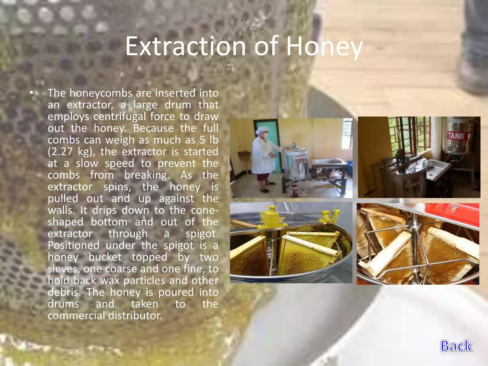 Supply chain honey production | PPTX