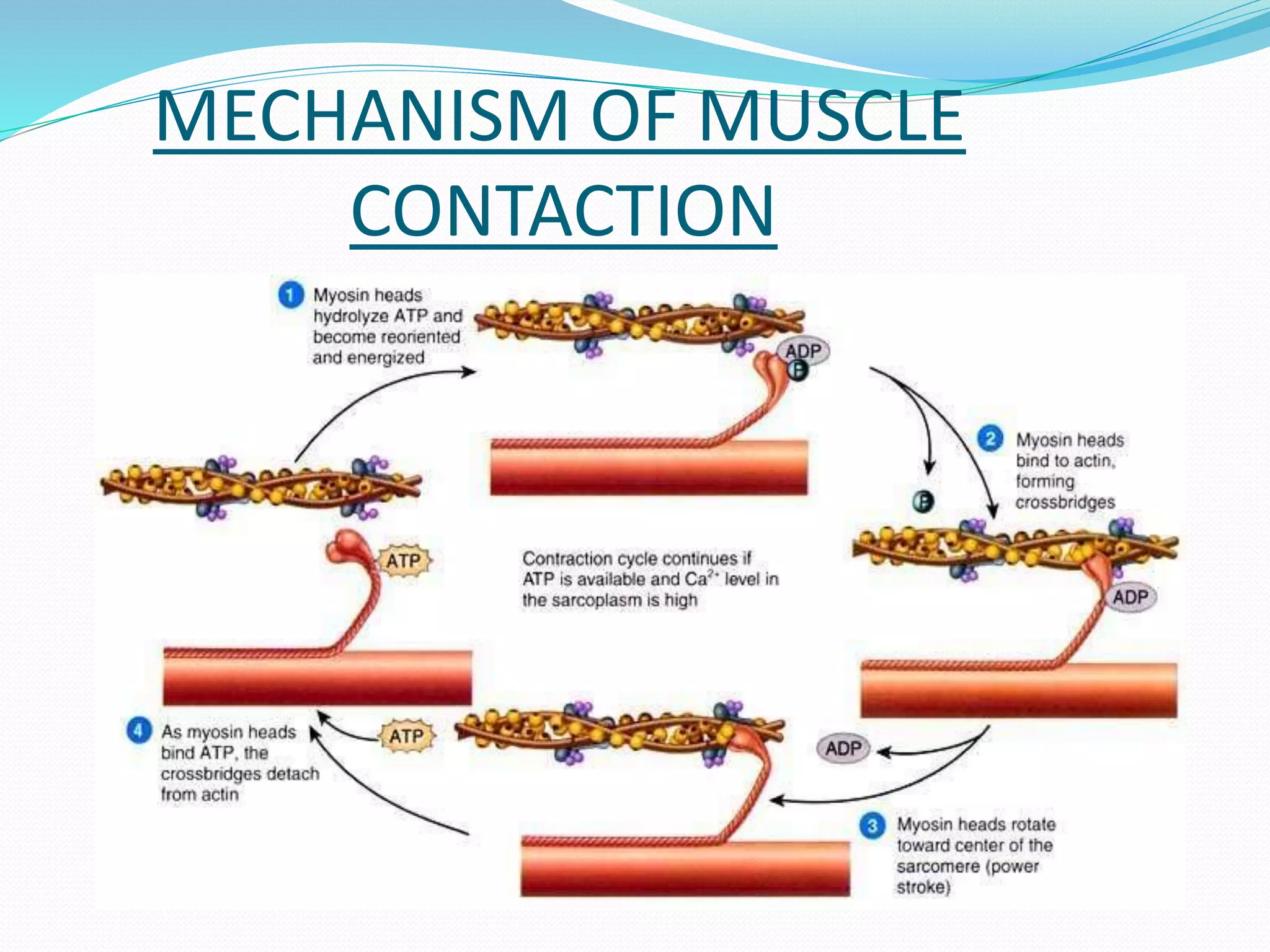 structure of skeletal muscle | PPTX
