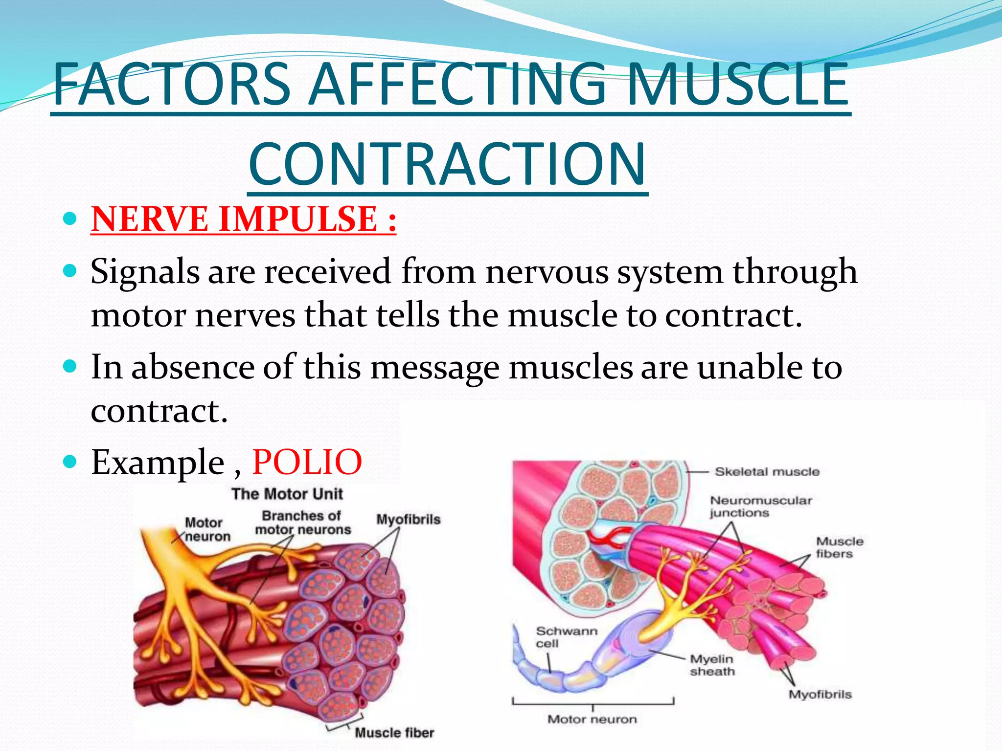 structure of skeletal muscle | PPTX