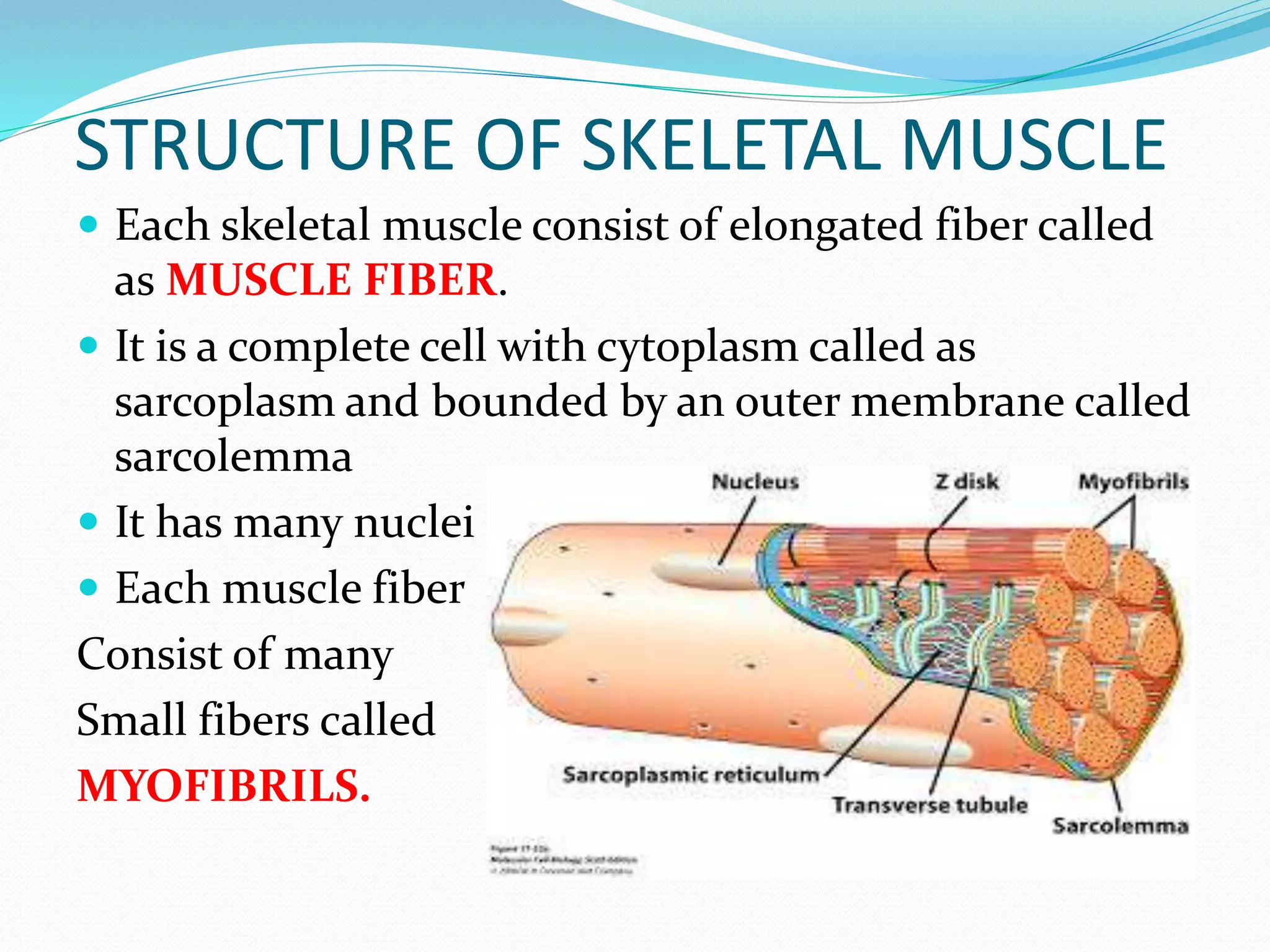 structure of skeletal muscle | PPTX