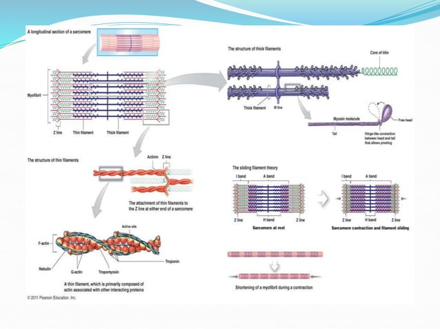 structure of skeletal muscle | PPTX
